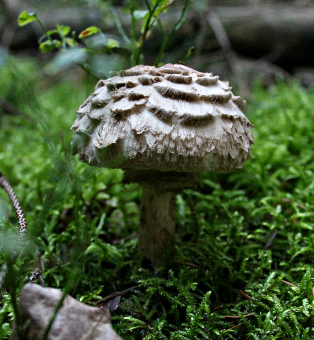 Bedla červenající – MENU od Koko